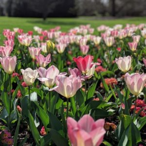 Habitually Chic® » Spring in Bloom